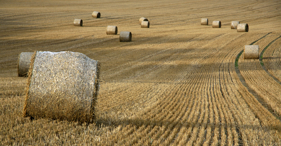 Hay, Bees and Livestock Shows - Ksst Radio