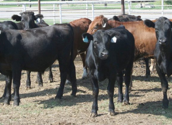 Ksst Radio - Covering Hopkins County - Radio As It Should Be