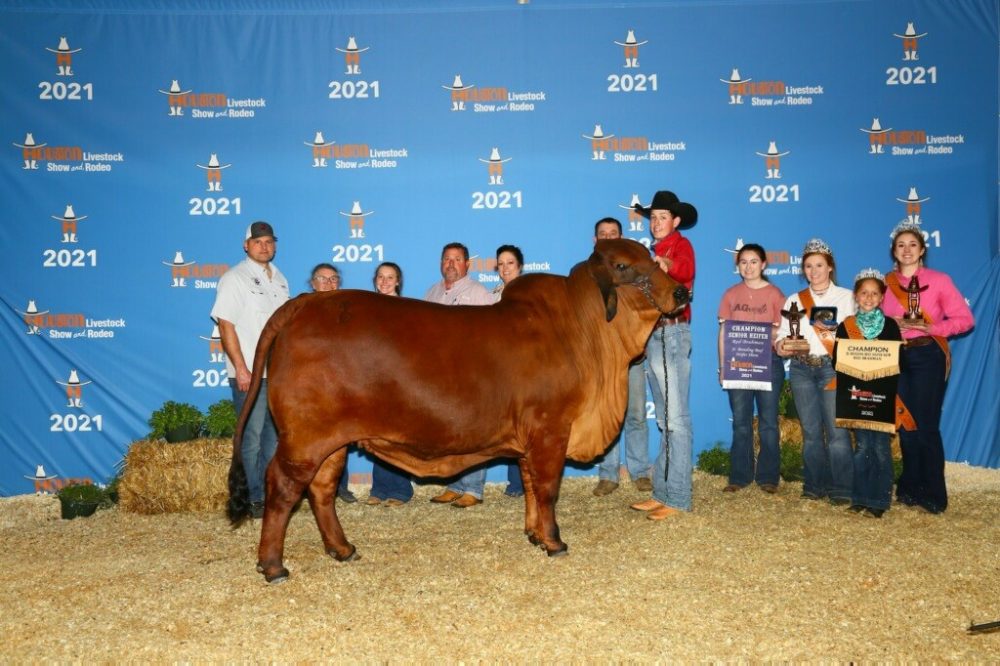 SSHS FFA Cash Vititow's Red Brahman Heifer Wins Best in Breed at ...