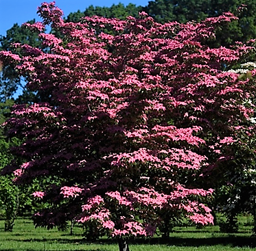 A Scarlet Fire Dogwood Is Ideal For Small Spaces - Ksst Radio