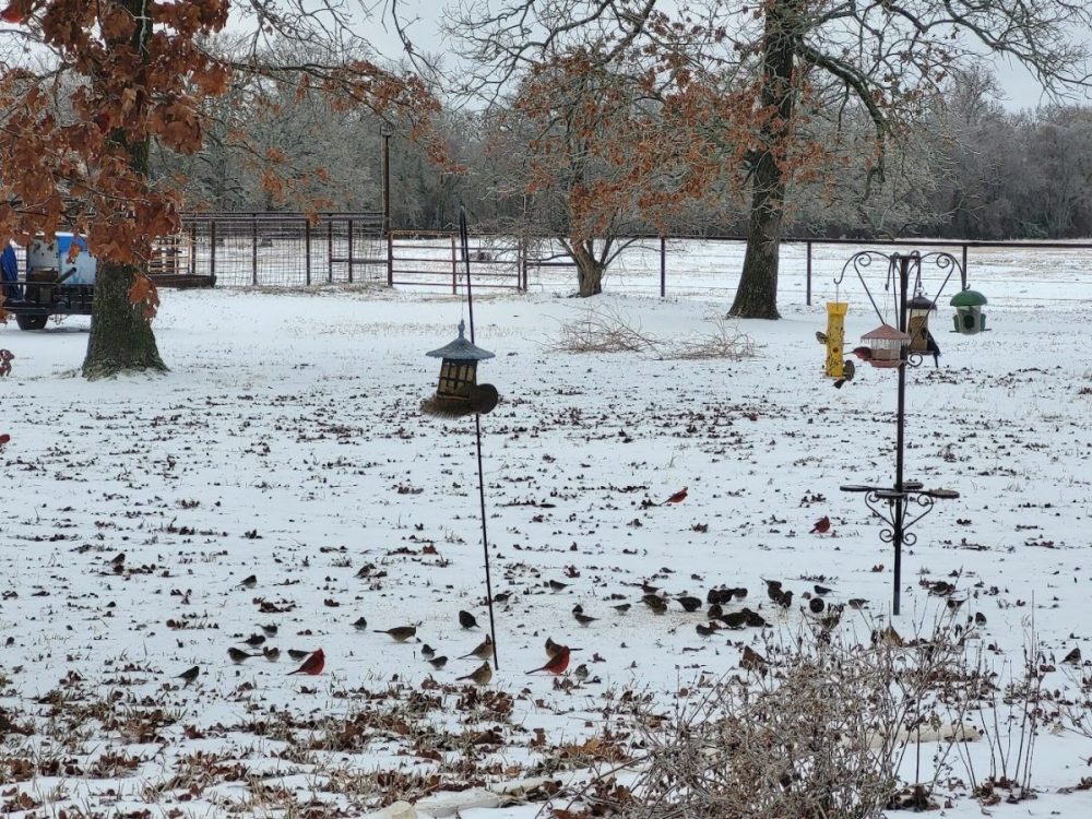 Hopkins County Fares Better Than Other Parts of Texas - Ksst Radio