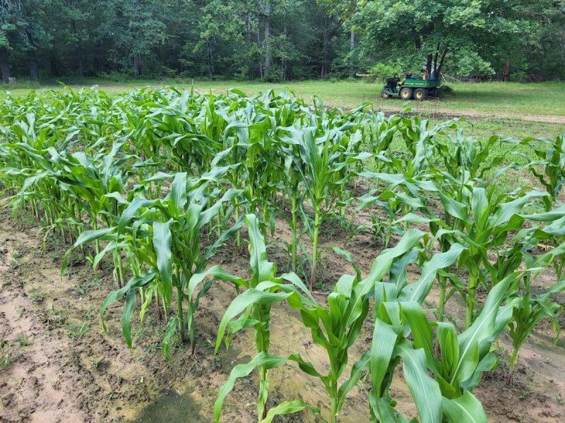 Big Tex Urban Farms Marks 10 Years, Surpasses 2 Million Servings for ...